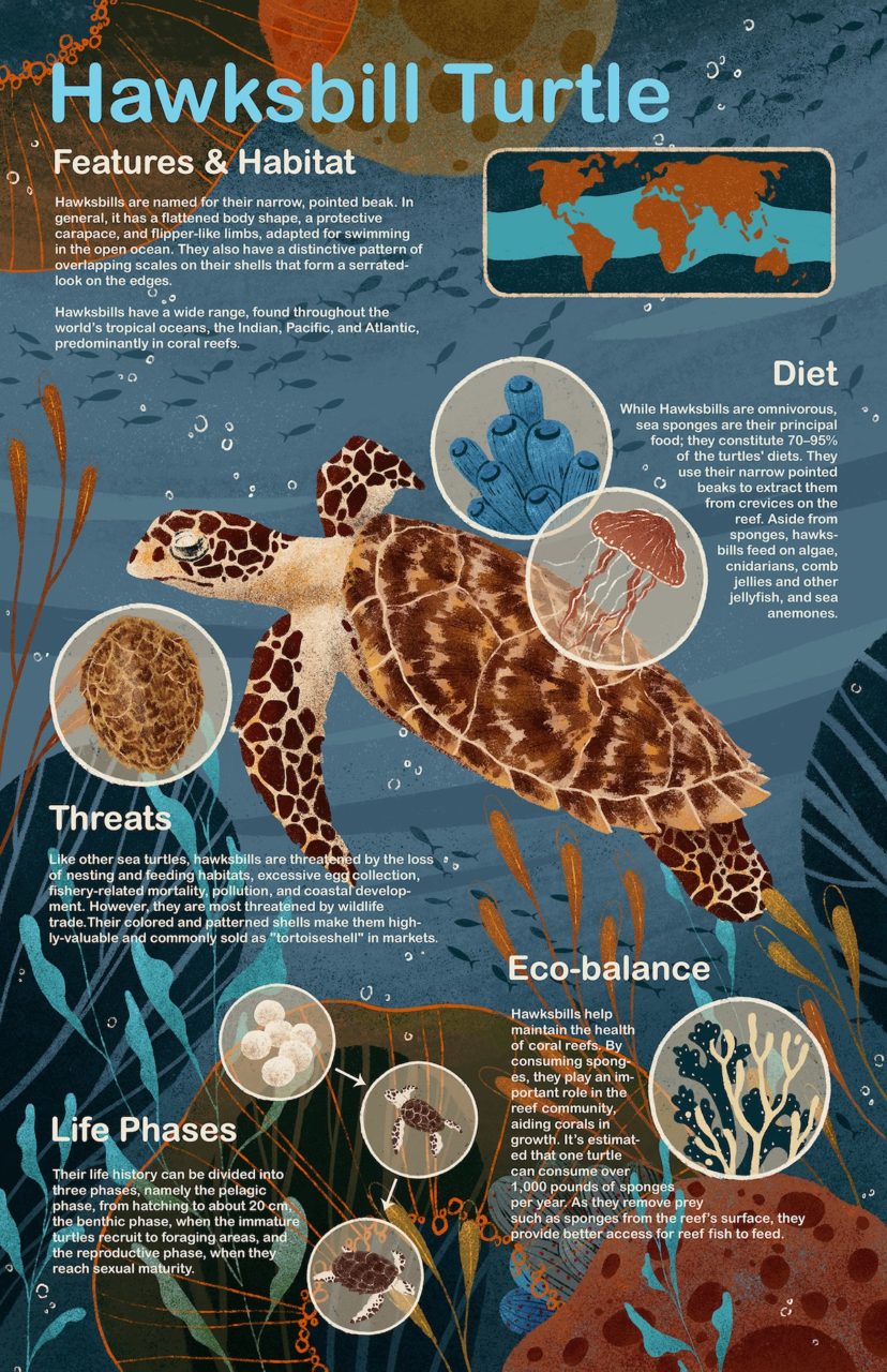 Endangered Animals-Hawksbill Turtle - Rapp|Art