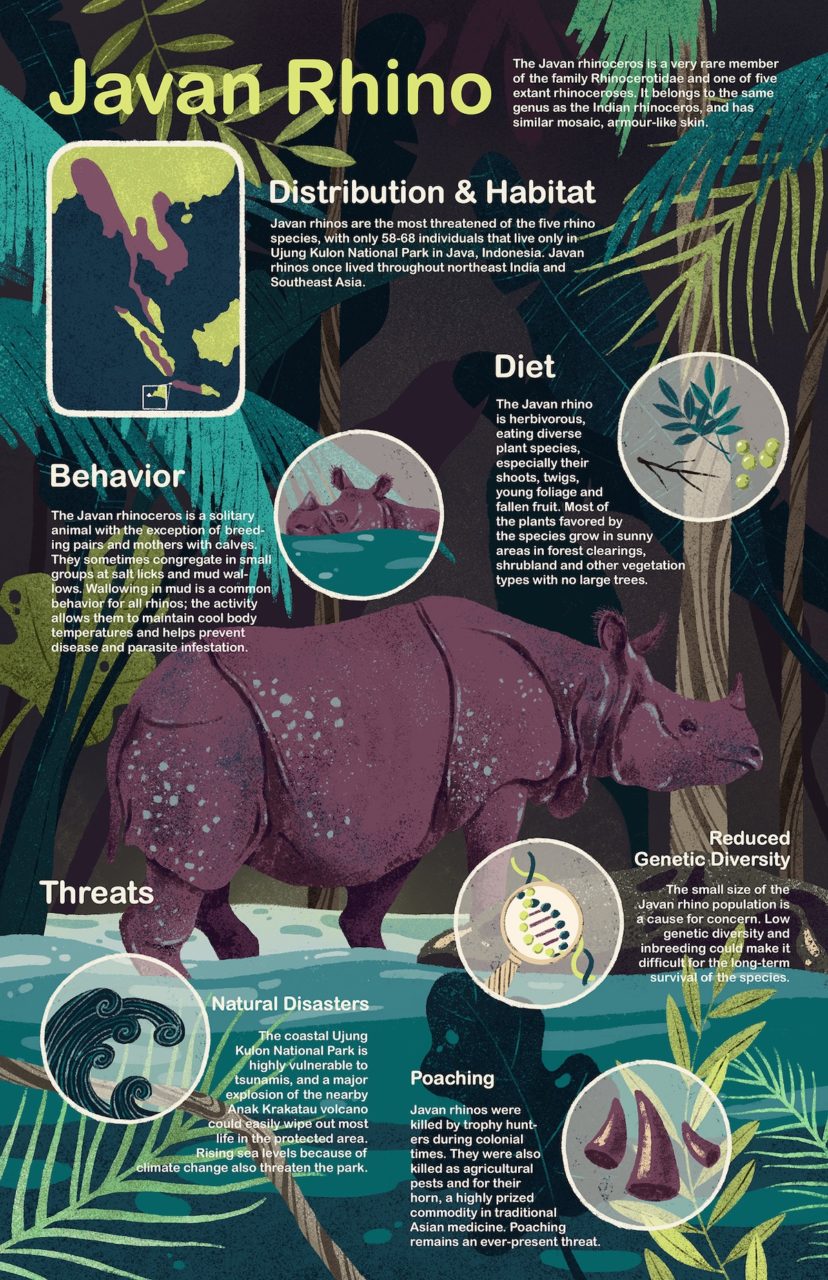 Endangered Animals-Javan Rhino - Rapp|Art
